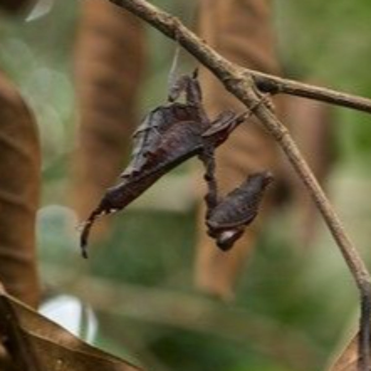 Acanthops erosula – Terraquana