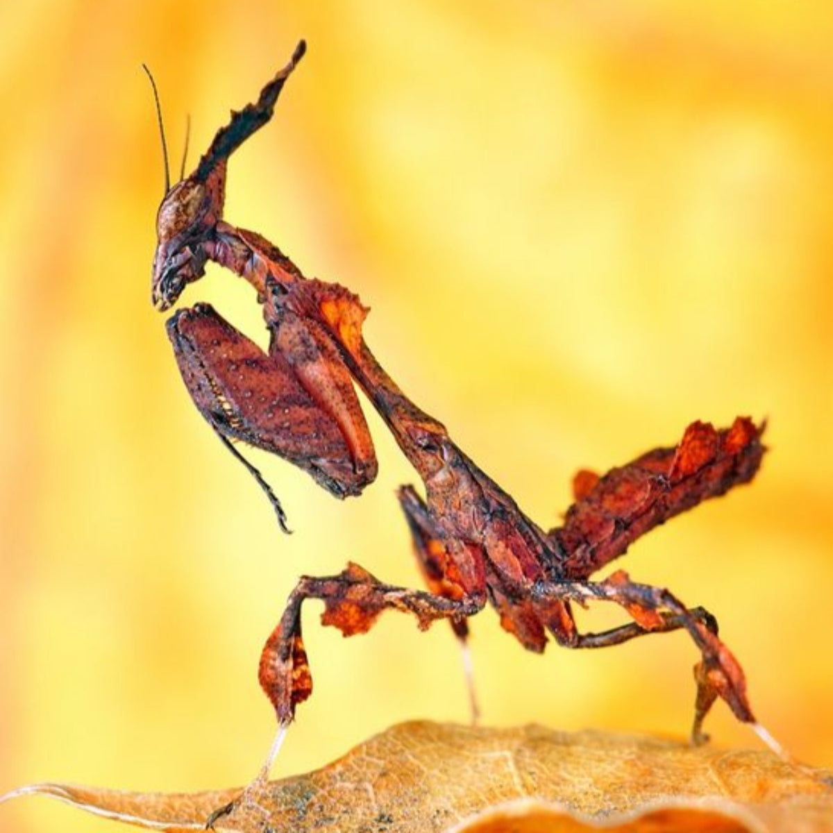 Phyllocrania paradoxa – Terraquana