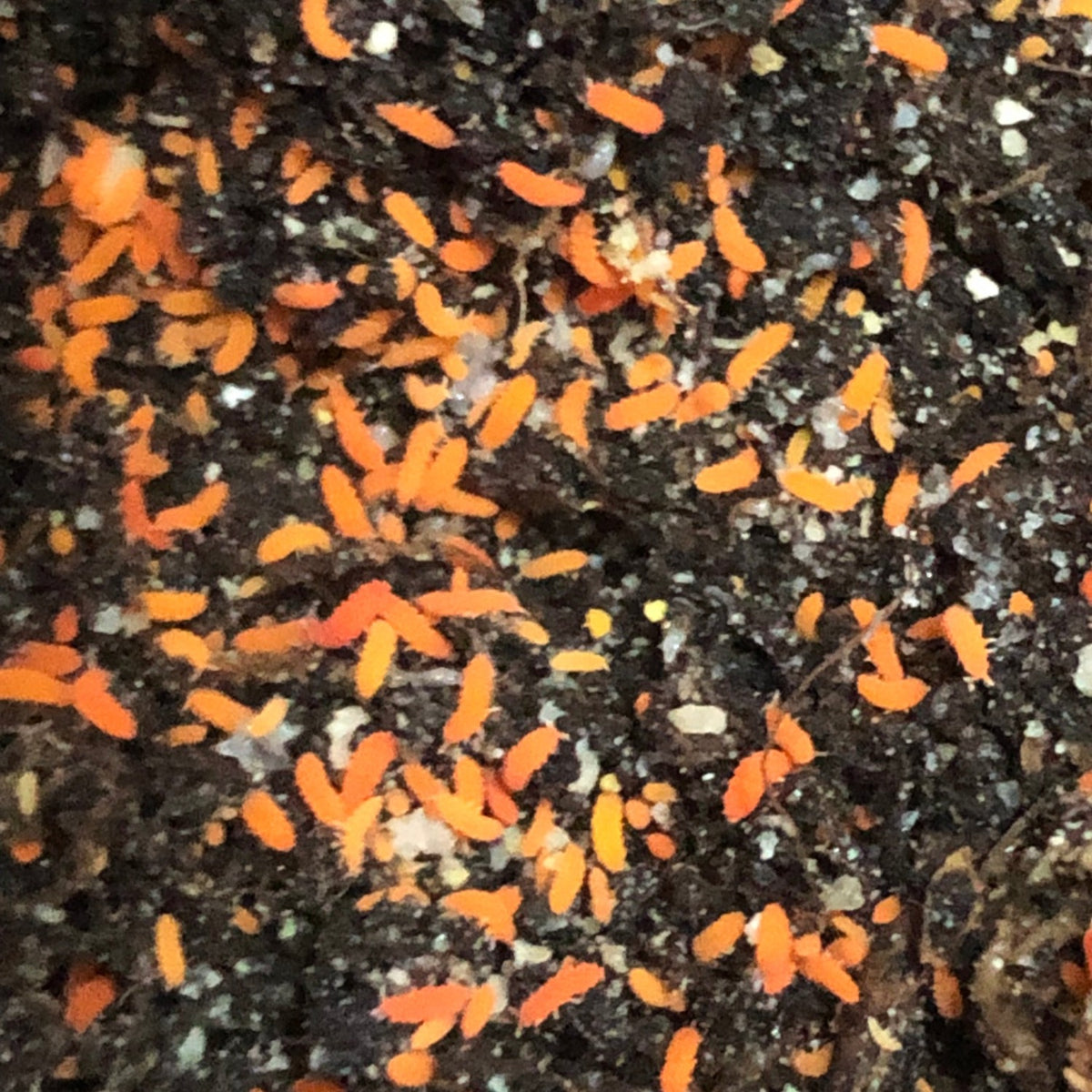 Rode springstaarten +150 stuks in bakje! – Terraquana